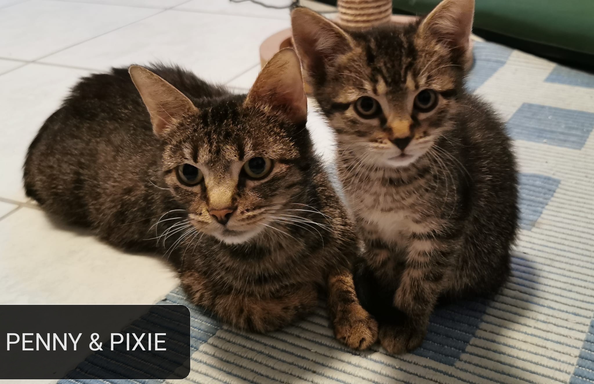 Penny und ihre Kinder, geb. 29.4.2023 (vermittelt) | Tierhilfe Rhein ...
