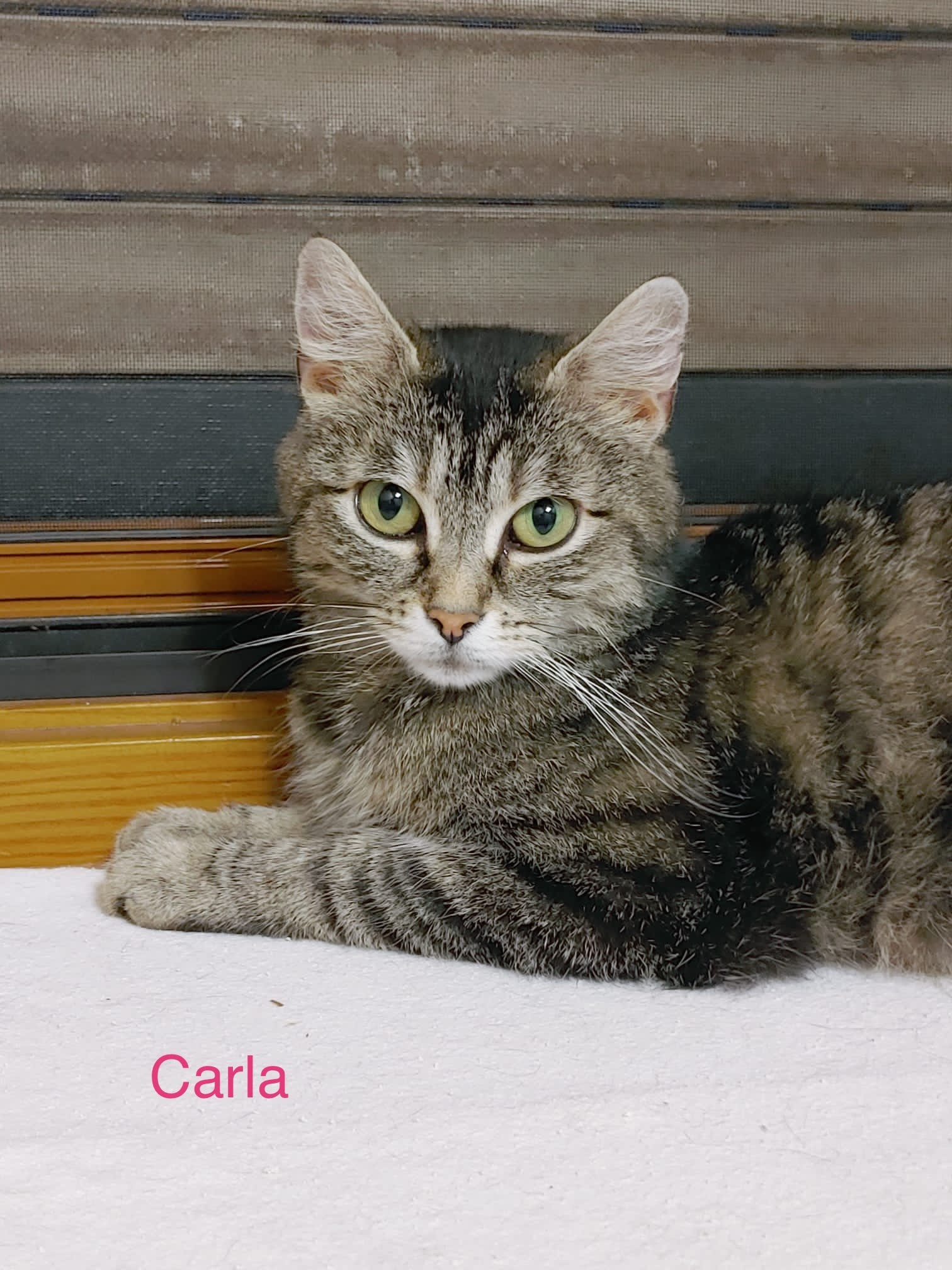 Carla, ca. geb. 2021(vermittelt) | Tierhilfe Rhein-Hunsrück