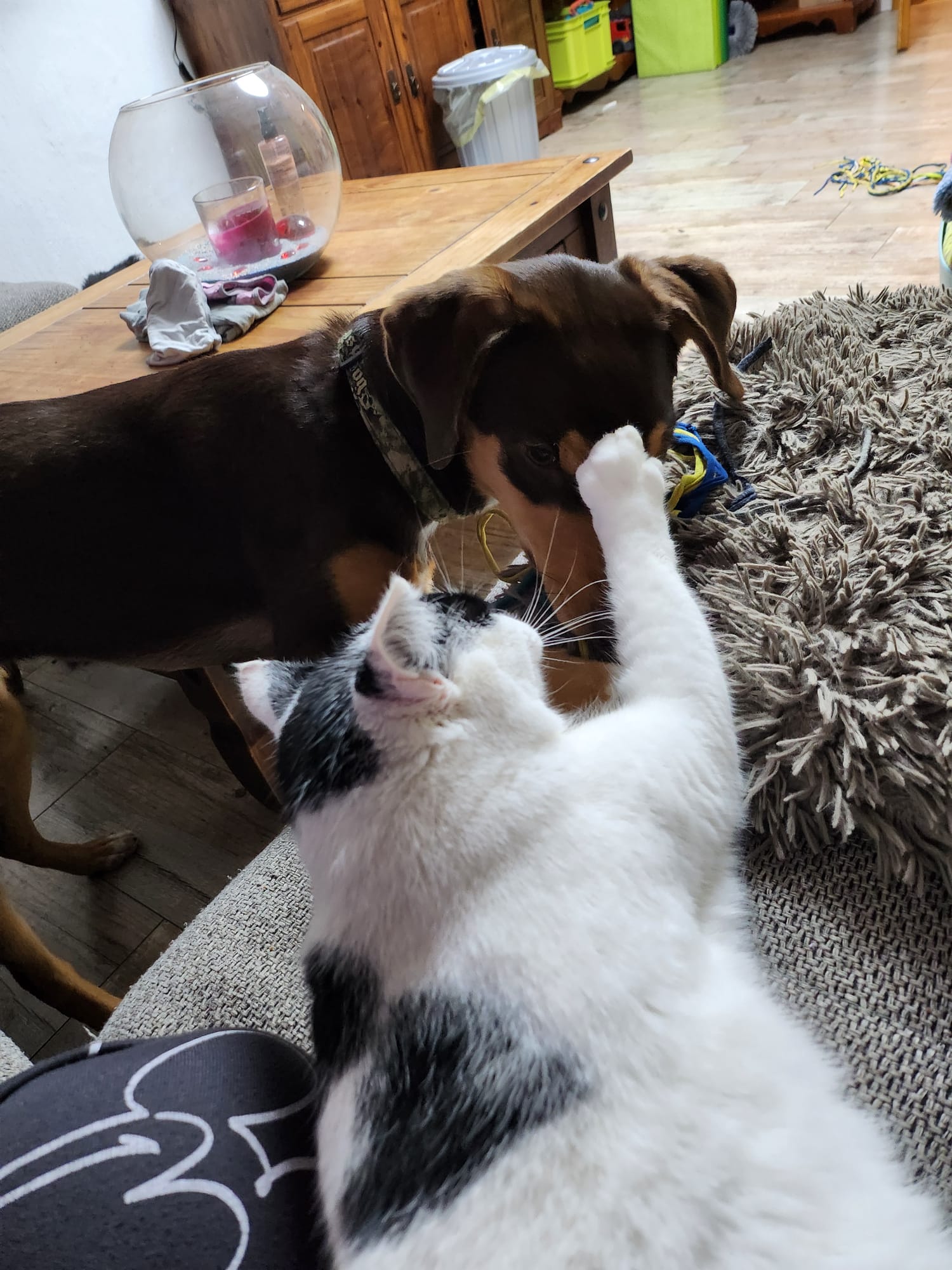 Sandy. Reserviert. Vermittelt | Tierhilfe Rhein-Hunsrück