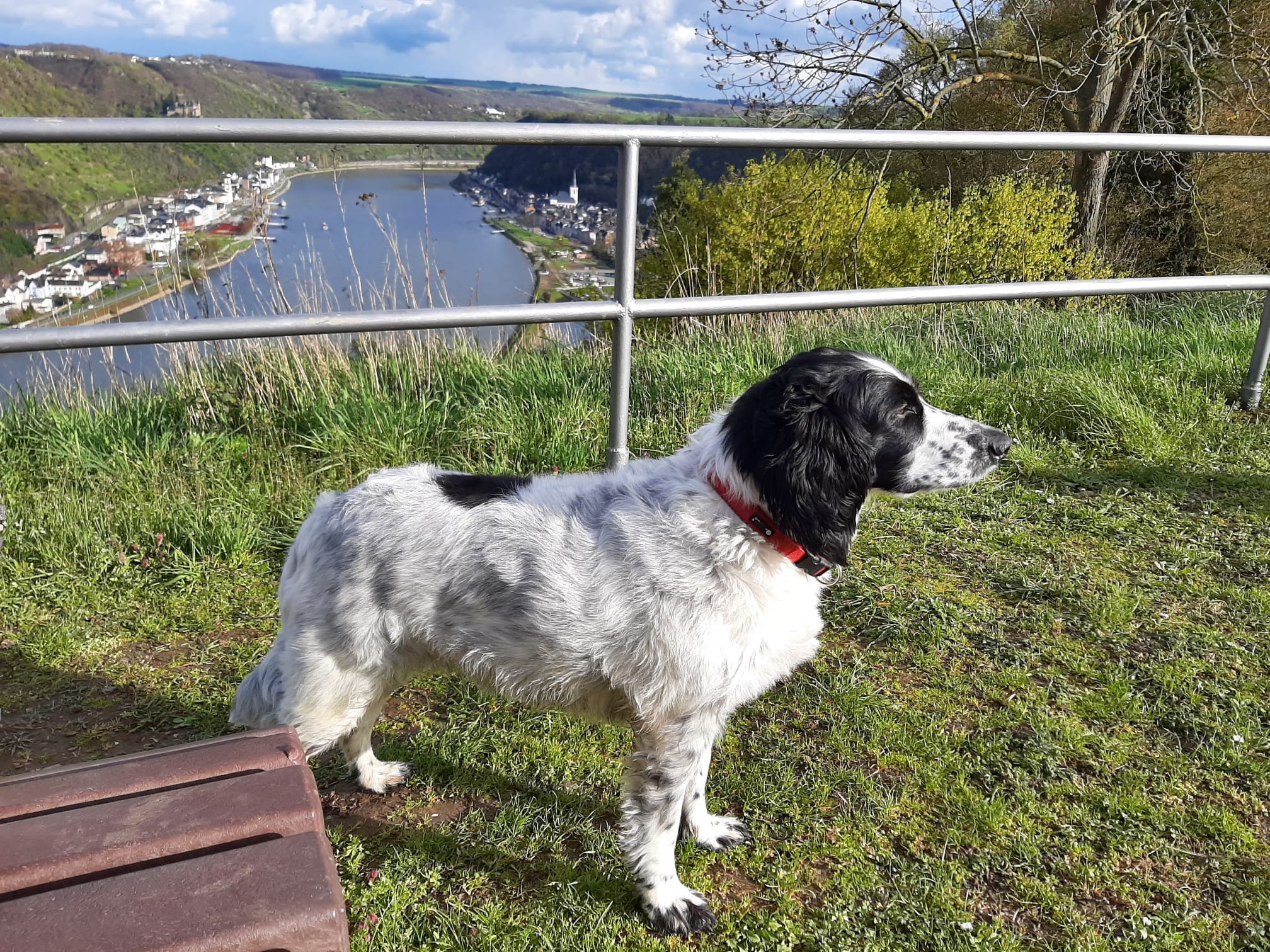 Ella. Vermittelt | Tierhilfe Rhein-Hunsrück