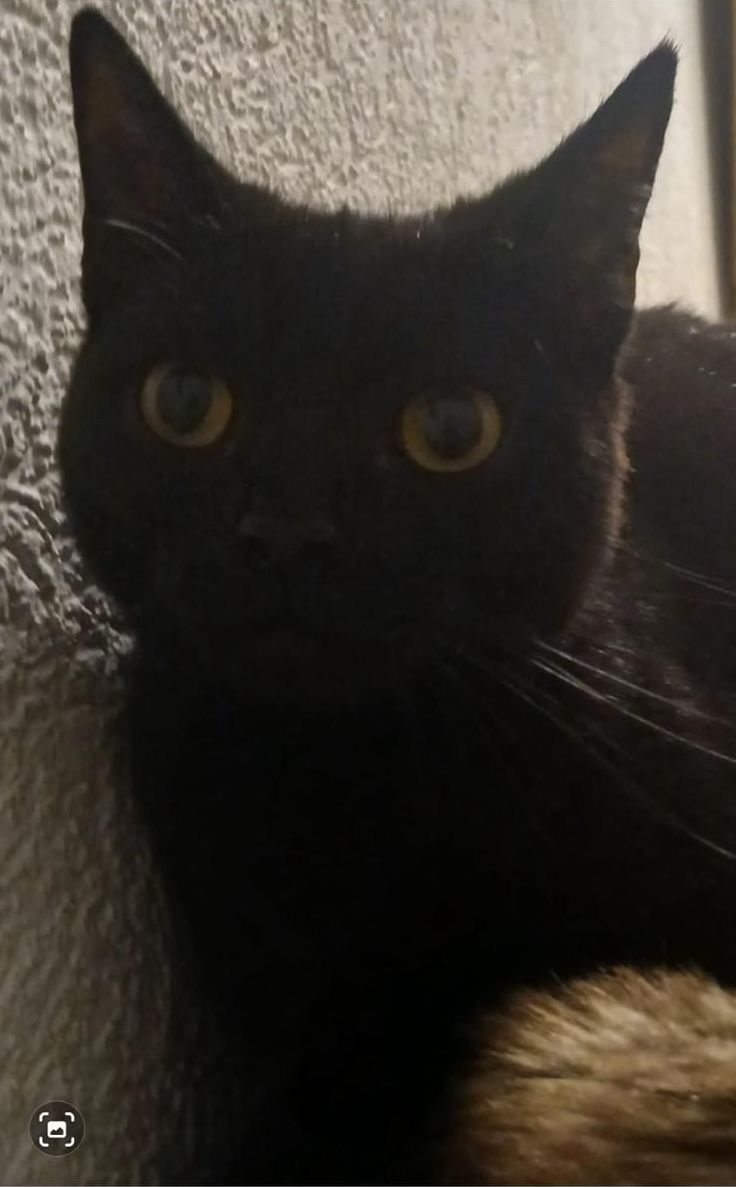 Yello, geb. ca. März 2025 (vermittelt) | Tierhilfe Rhein-Hunsrück